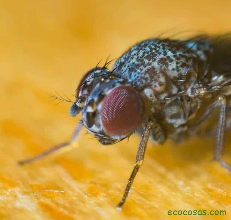 Repelentes de moscas naturales y caseros - Ecocosas