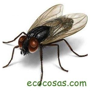 Repelentes de moscas naturales y caseros - Ecocosas