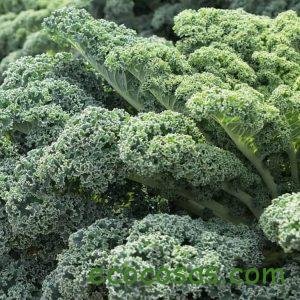 Col kale o col rizada, propiedades y cultivo - Ecocosas