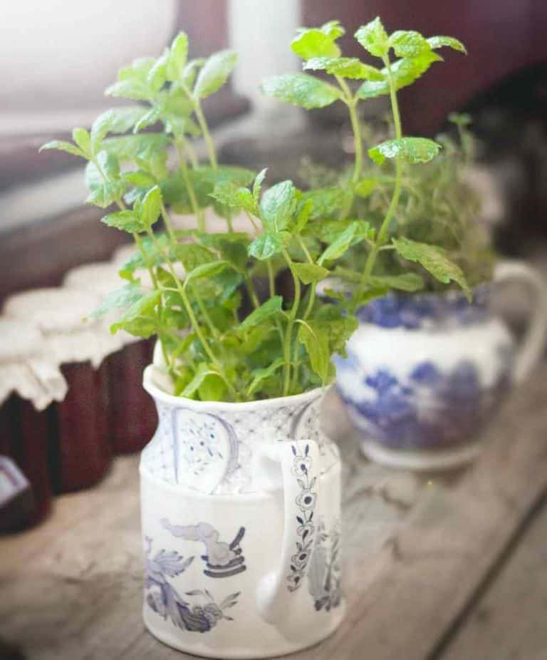 Menta: propiedades, beneficios y para qué sirve esta planta