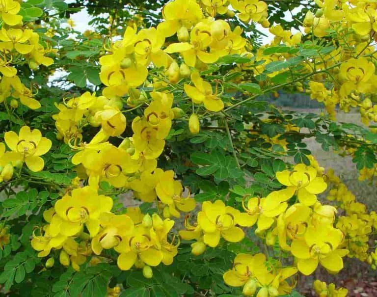 Cassia Angustifolia, sen o Senna Alexandrina: usos y peligros de un ...