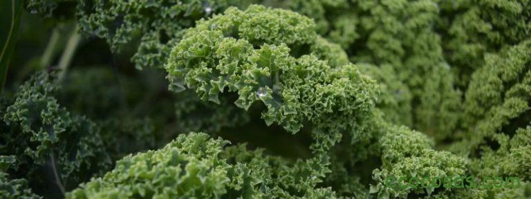 Col kale o col rizada, propiedades y cultivo - Ecocosas