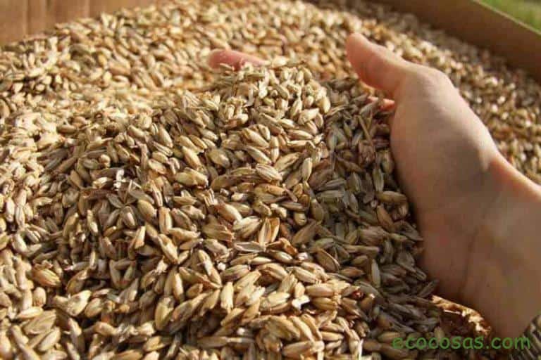 Espelta, propiedades y contraindicaciones de este cereal