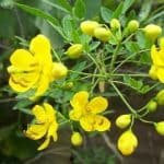 Cassia angustifolia, sen o Senna Alexandrina: usos y peligros