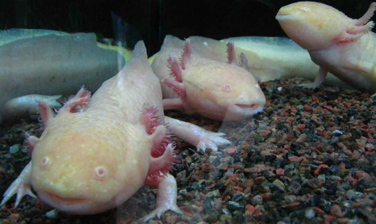 Ajolote, la salamandra mexicana en peligro de extinción