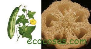 Luffa, calabaza para hacer la esponja vegetal, estropajo ECO