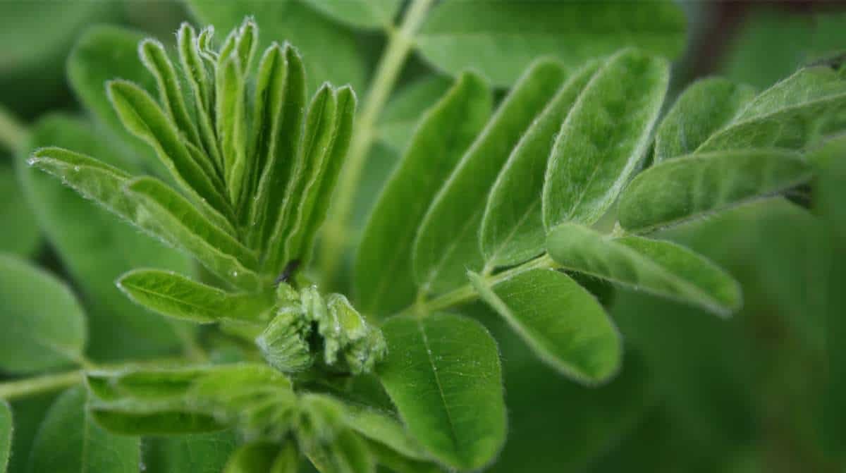 Astrágalo. Propiedades y contraindicaciones de esta planta