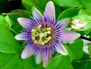 Pasiflora: para qué sirve. Propiedades, beneficios y 22 usos