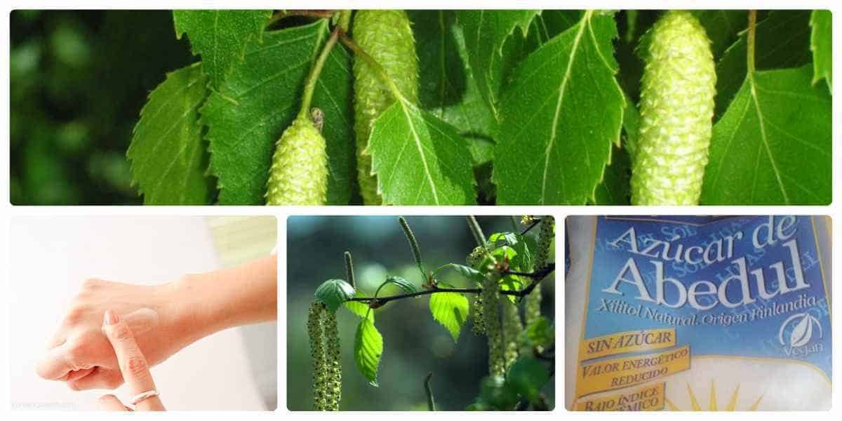 Abedul: propiedades y beneficios del aceite, azúcar y hojas