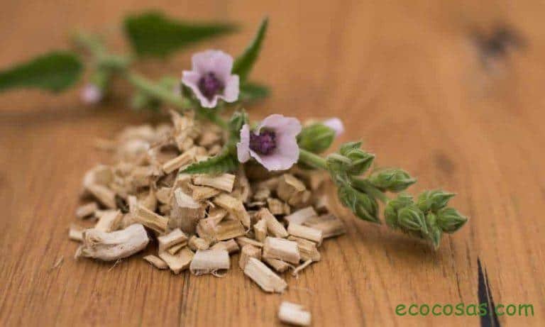 Malvavisco, propiedades y contraindicaciones de esta planta