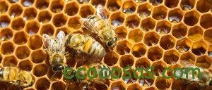 Propóleo o própolis. Propiedades de este antibiótico natural