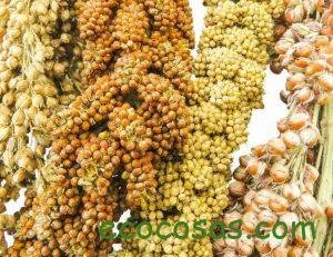 Mijo. Qué es y cuáles son sus propiedades nutricionales - Ecocosas