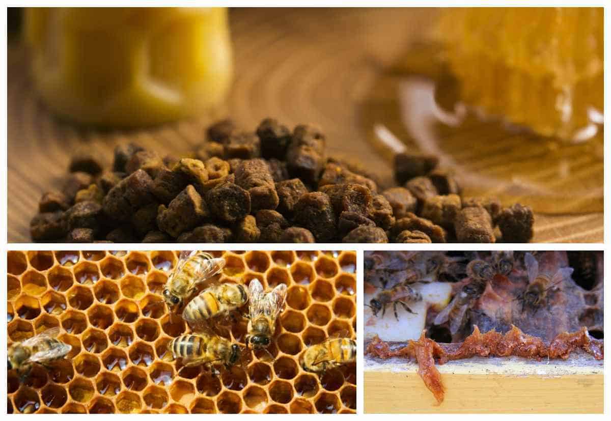 Propóleo o própolis. Propiedades de este antibiótico natural