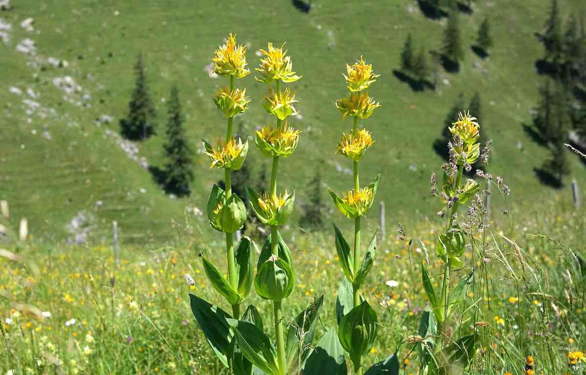 Genciana amarilla. Propiedades y beneficios de su raíz