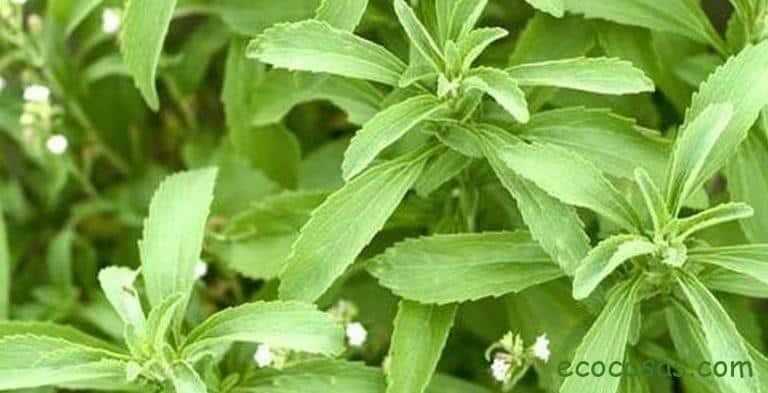 Stevia, un edulcorante natural apto para la diabetes - Ecocosas