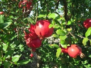 Granada: una fruta con propiedades deliciosas y cómo se come