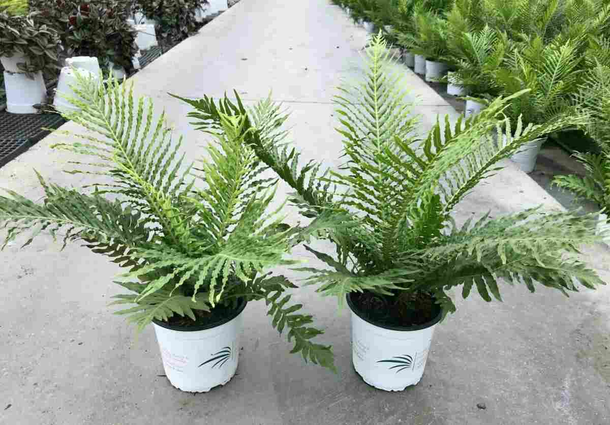 Qué son los helechos y cuáles son los tipos más comunes