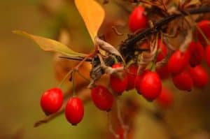 Agracejo. Propiedades, 7 usos y contraindicaciones