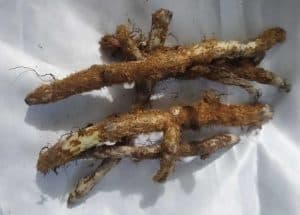 Calaguala. 7 Propiedades medicinales y contraindicaciones