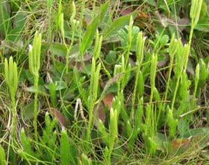 Licopodio. Propiedades medicinales y para qué sirve