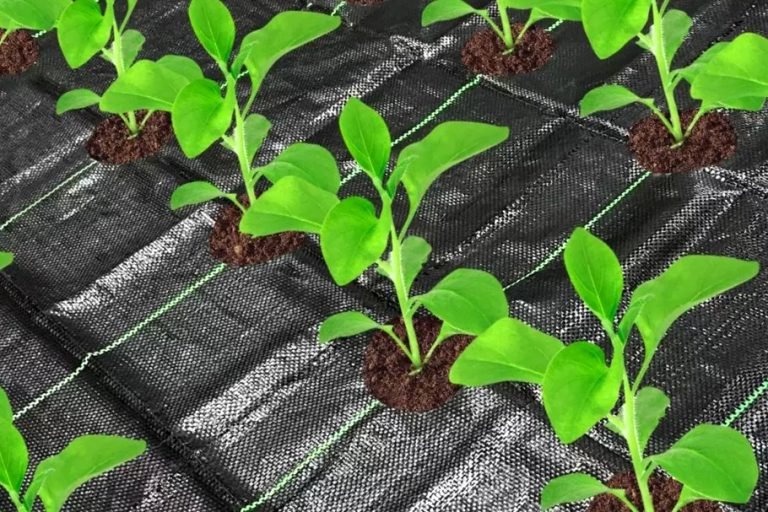 Malla Antihierbas: Tipos, Usos y Dónde Comprarla para un Jardín Más ...